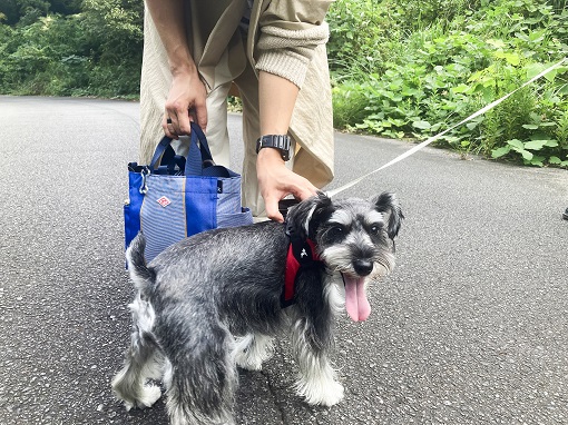 わんちゃんと飼い主さんの楽しいお出かけをサポート！愛犬とのお散歩トート「BUDDY（バディ）」 | ROOTOTE(ルートート)